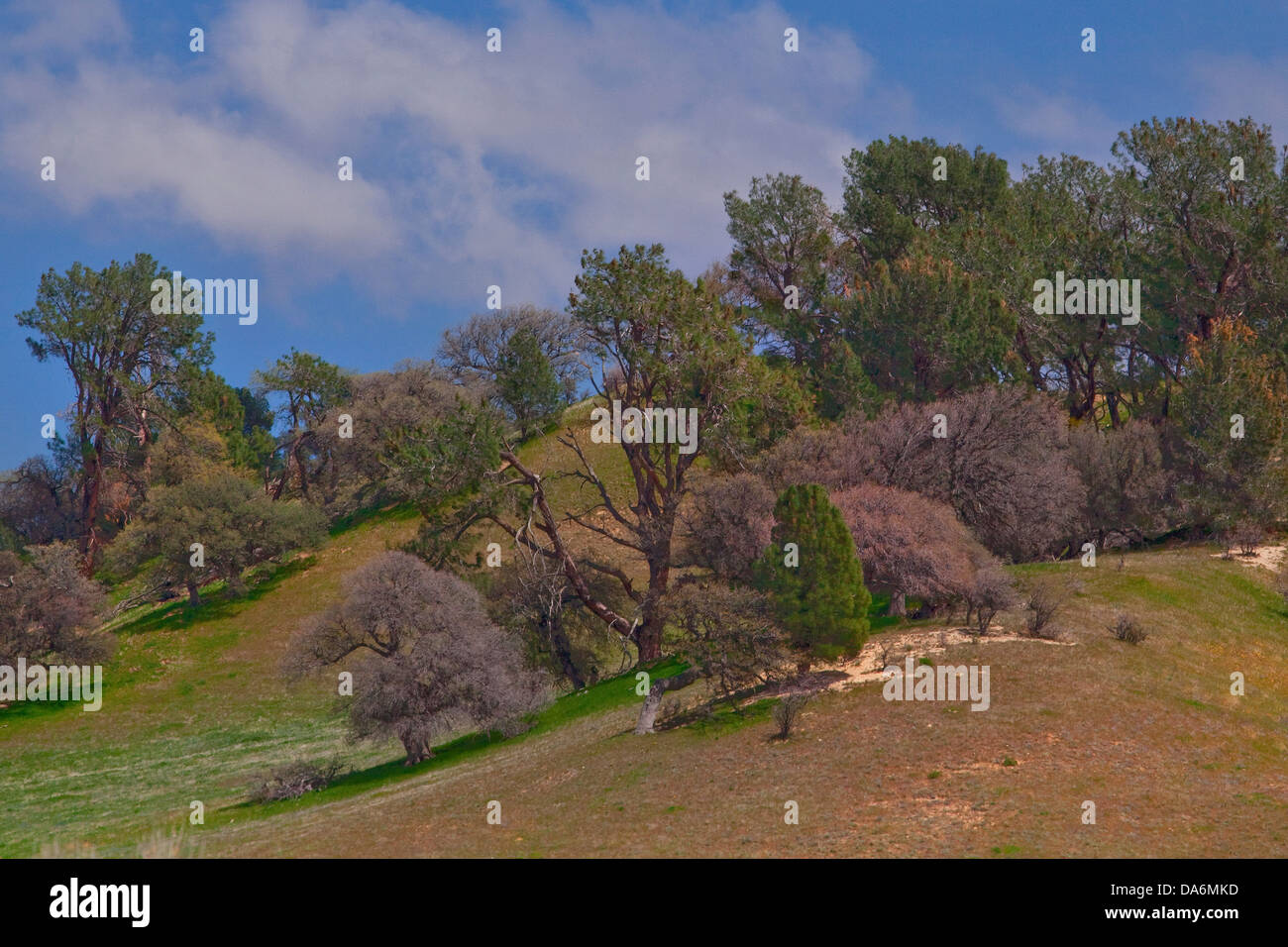 USA, United States, America, California, Tejon Pass, Central California ...