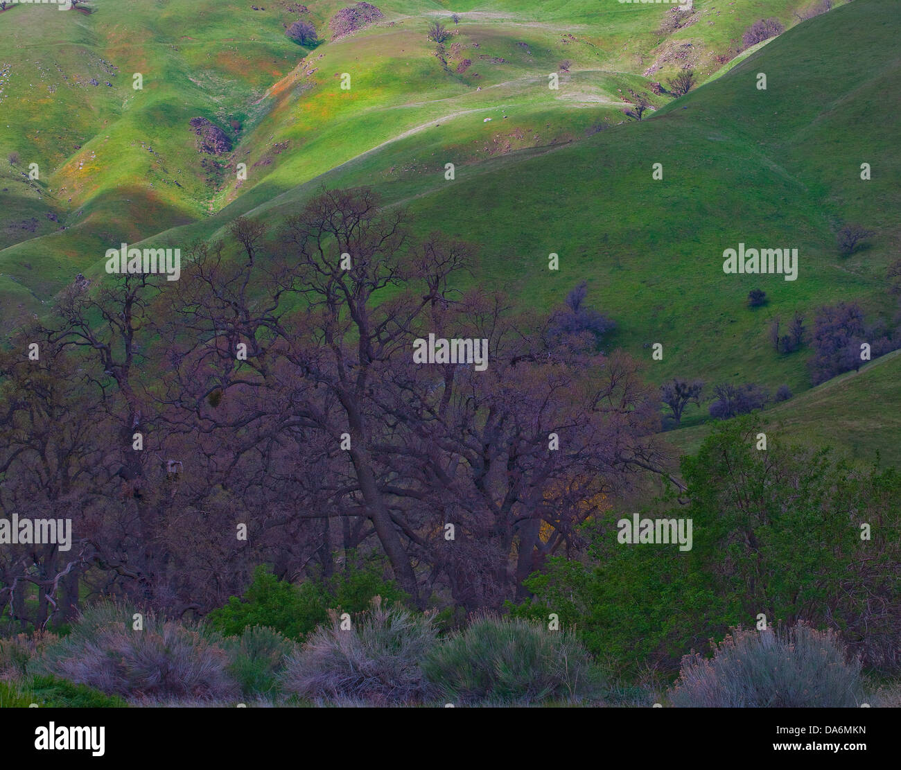 USA, United States, America, California, Tejon Pass, Central California ...