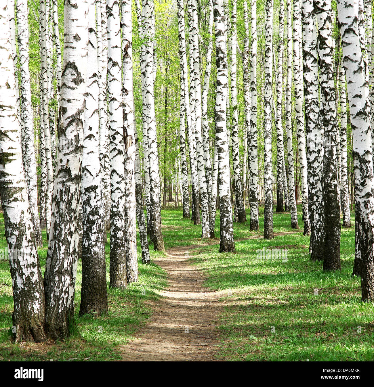 Birch grove hi-res stock photography and images - Alamy