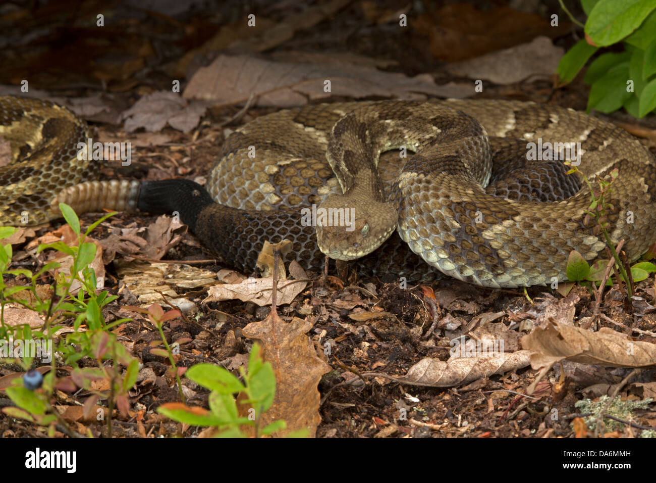 Timber rattlesnakes, Crotalus horridus, Pennsylvania,gravid females basking to allow young to ...