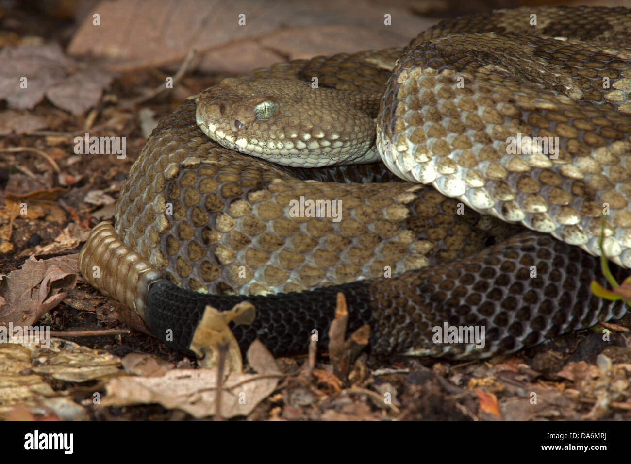 Timber rattlesnakes, Crotalus horridus, Pennsylvania,gravid females basking to allow young to ...