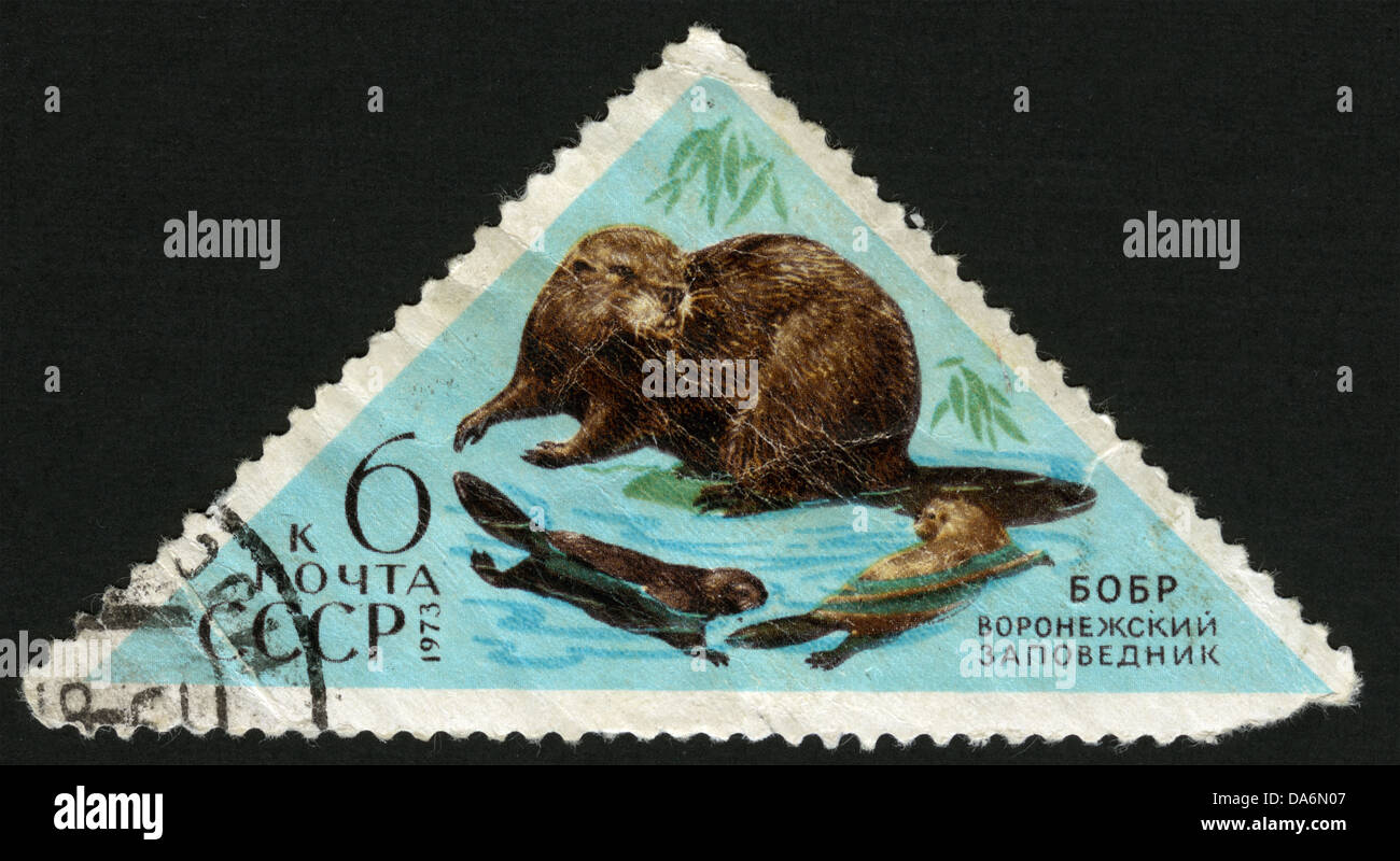 Beaver picture art hi-res stock photography and images - Alamy