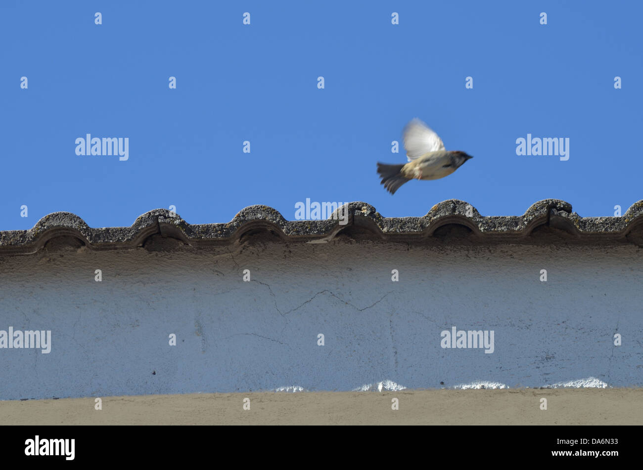 Sparrow taking off a roof Stock Photo - Alamy