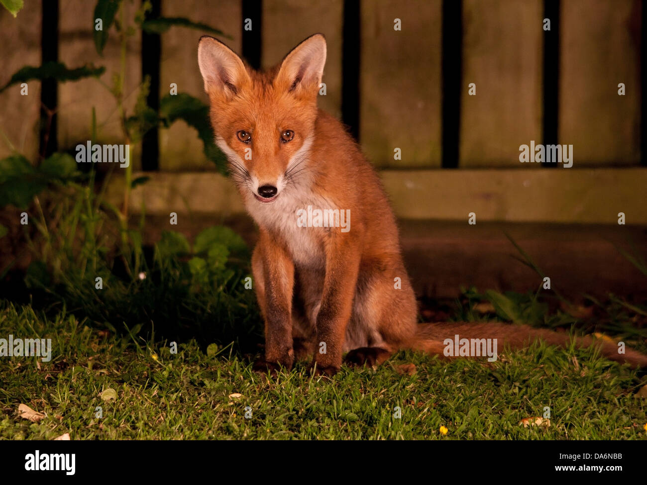 red fox cub in urban garden Stock Photo - Alamy