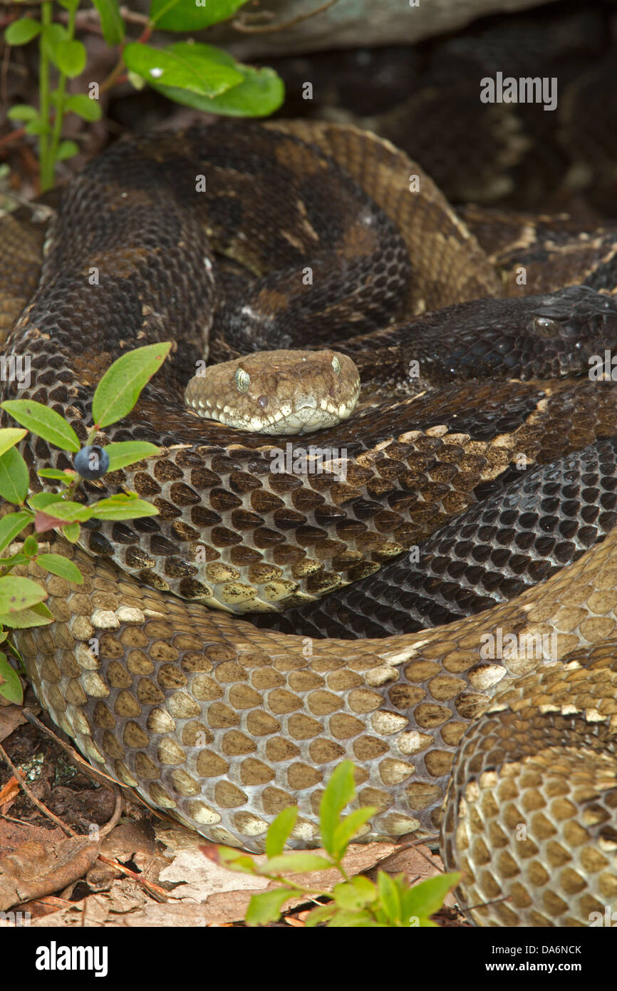 Timber rattlesnakes, Crotalus horridus, Pennsylvania,gravid females basking to allow young to ...