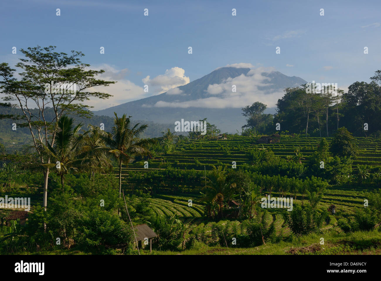 Indonesia, Bali, Sidemen, rice fields in terrace and the volcano Gunung ...