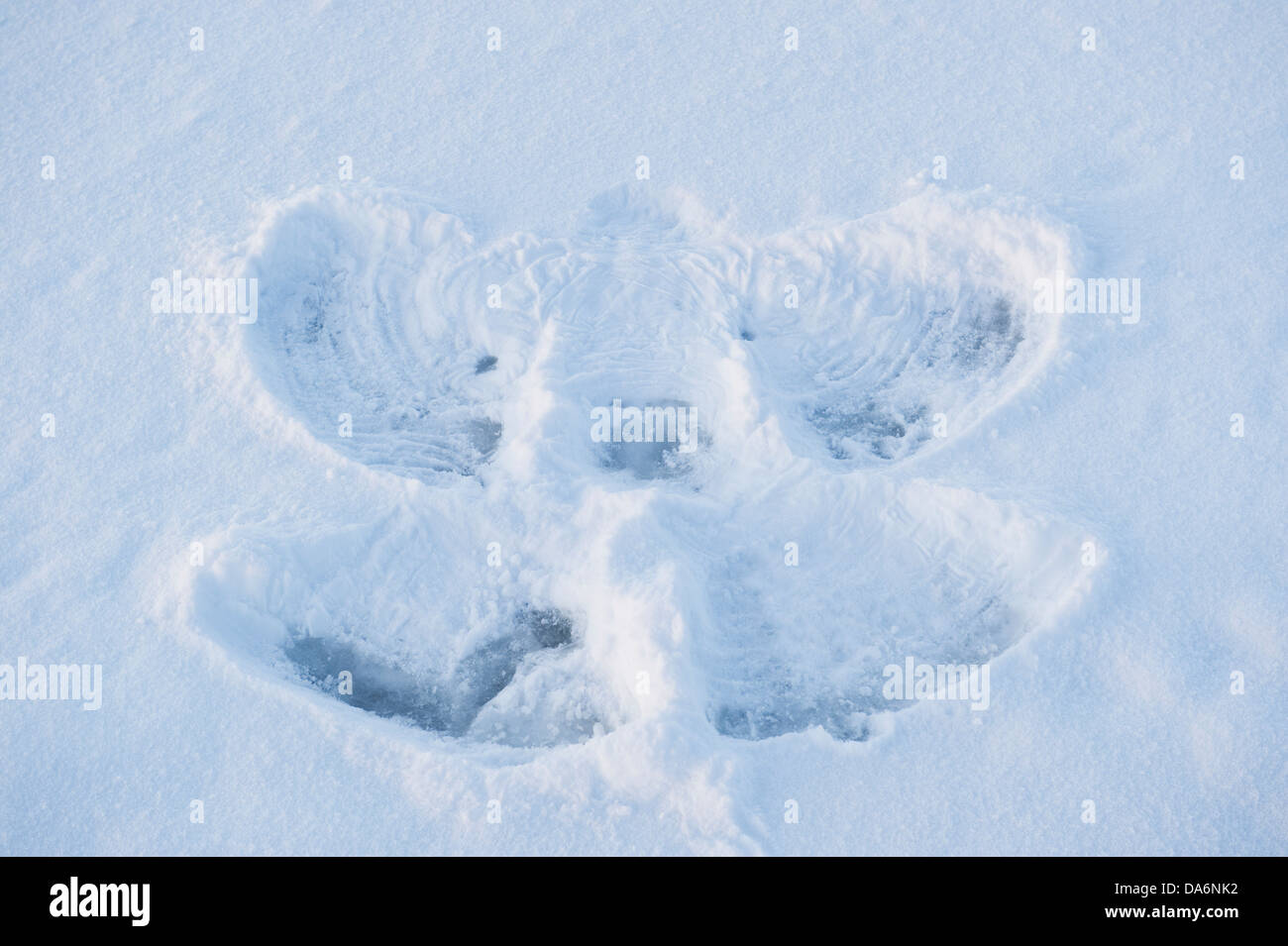 Snow Angel Shape