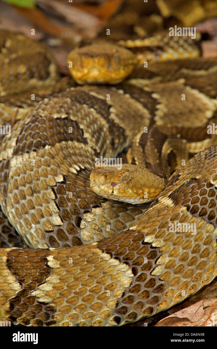 Timber rattlesnakes, Crotalus horridus, Pennsylvania,gravid females basking to allow young to ...