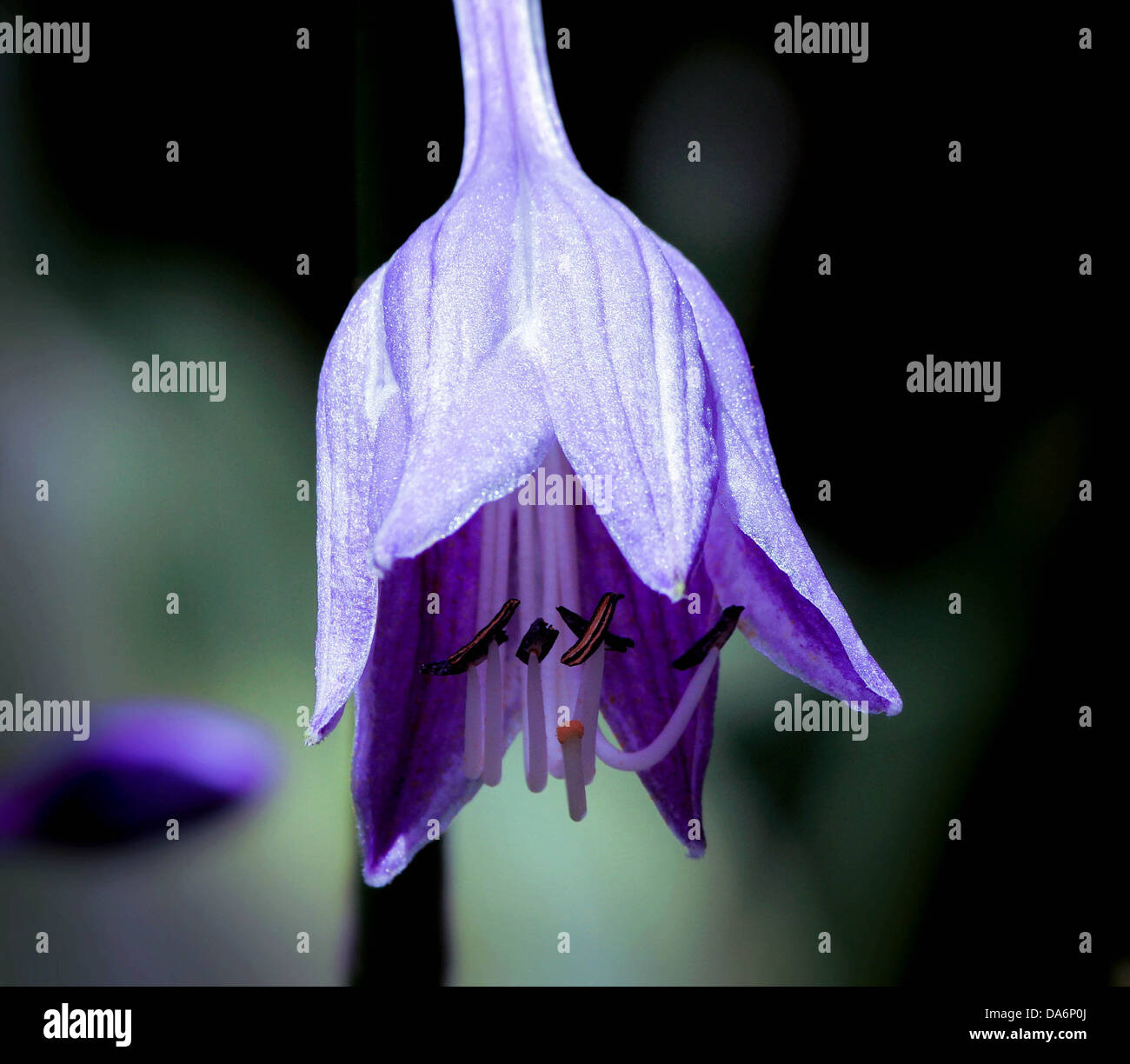 Purple hosta hi-res stock photography and images - Alamy