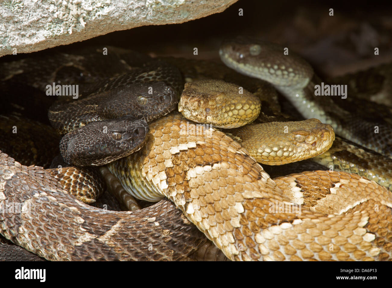 Timber rattlesnakes, Crotalus horridus, Pennsylvania,gravid females basking to allow young to ...