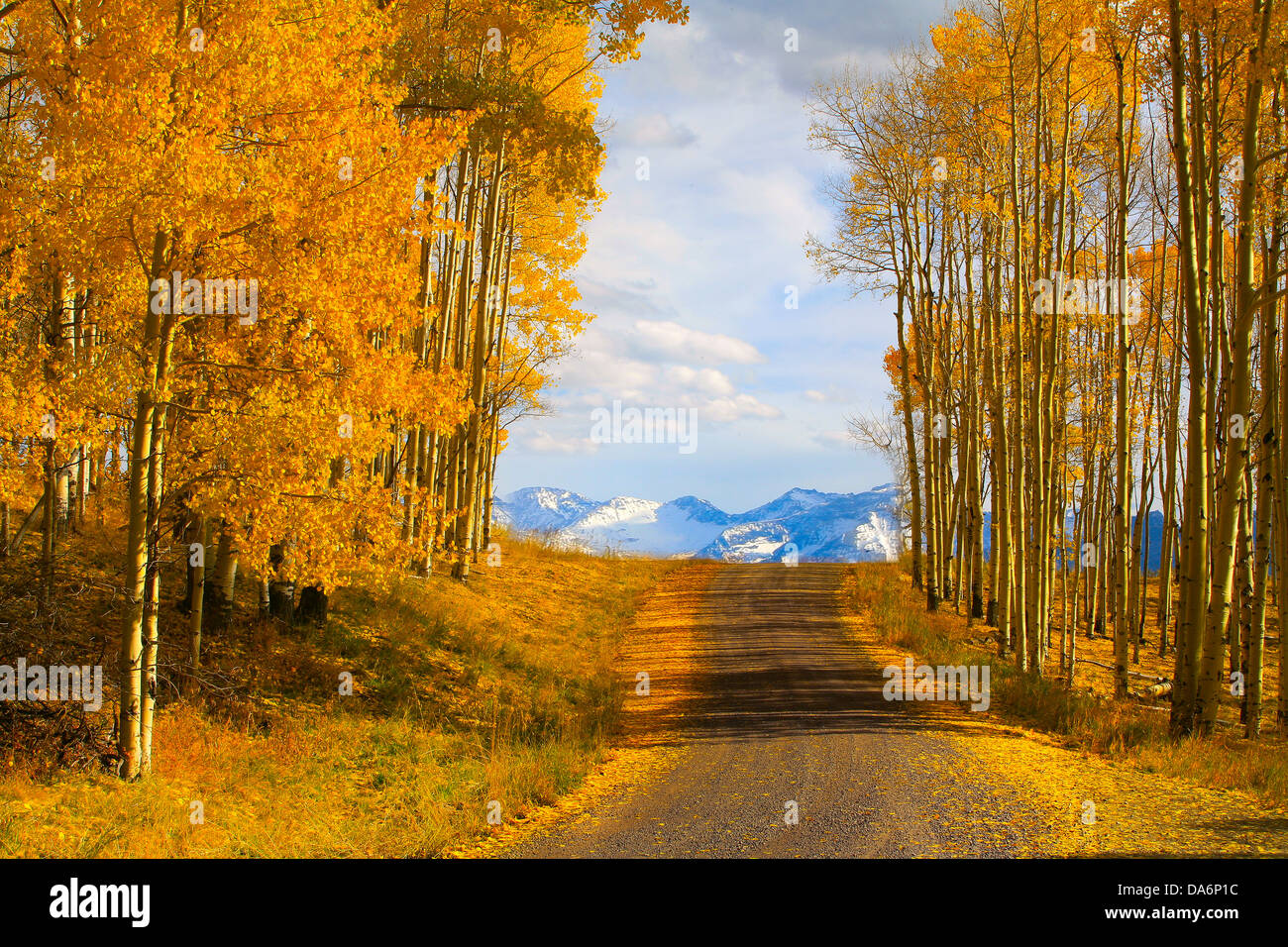 USA, United States, America, Colorado, fall, autumn, fall color ...