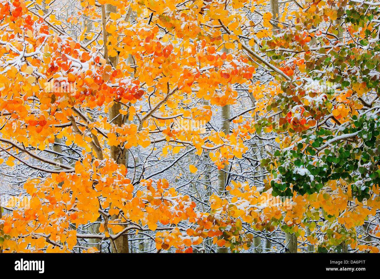 USA, United States, America, Colorado, fall, autumn, fall color ...