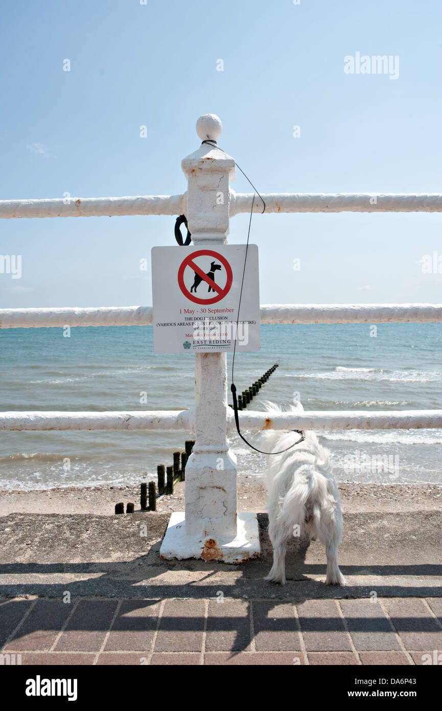 Dog Beach Sign