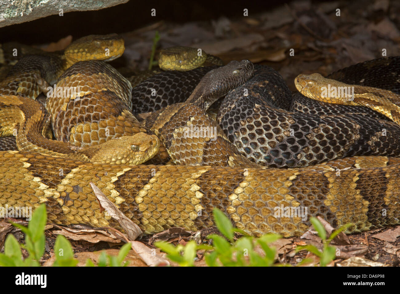 Timber rattlesnakes, Crotalus horridus, Pennsylvania,gravid females basking to allow young to ...