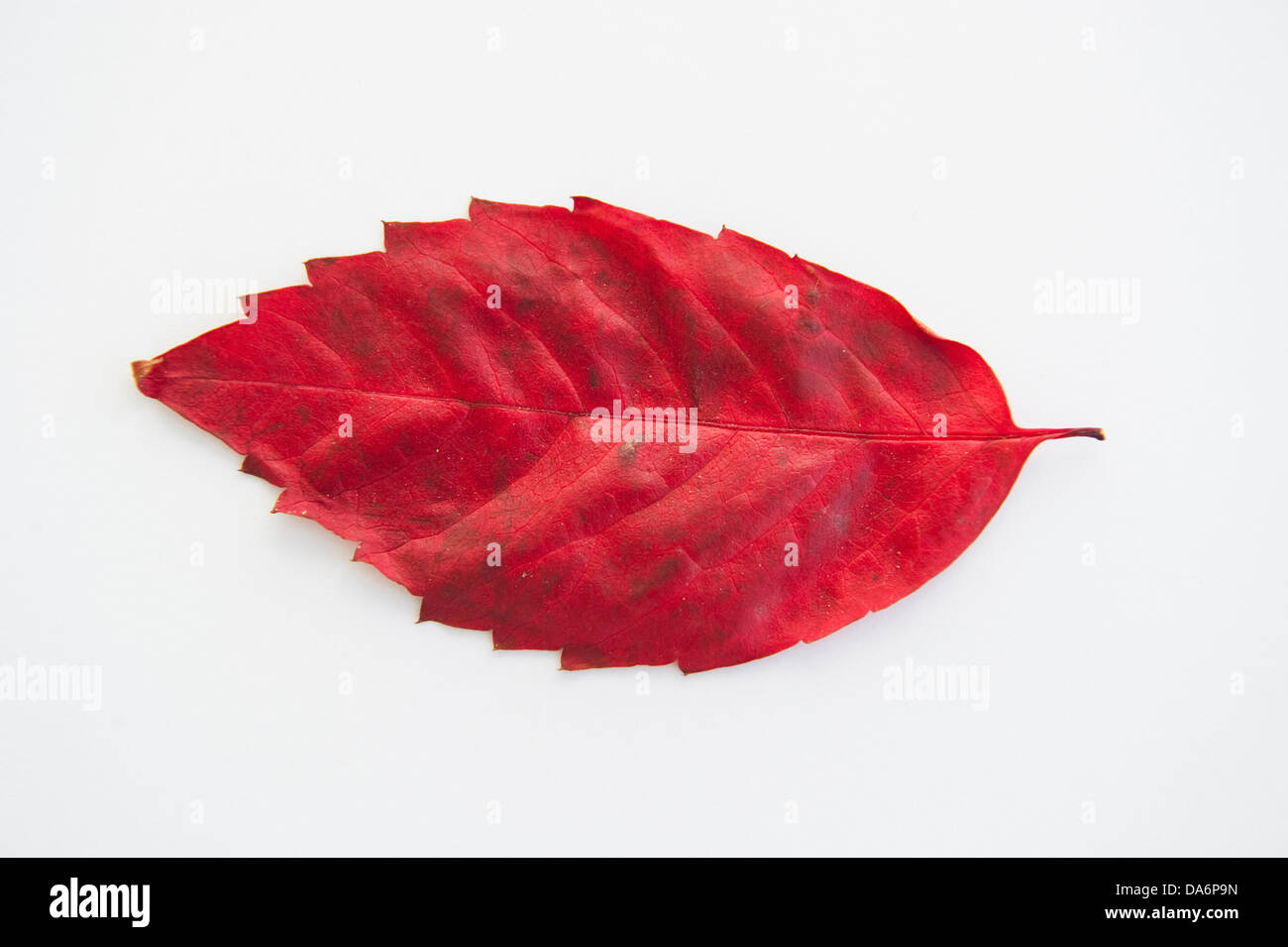 Studio close up leaf hi-res stock photography and images - Alamy
