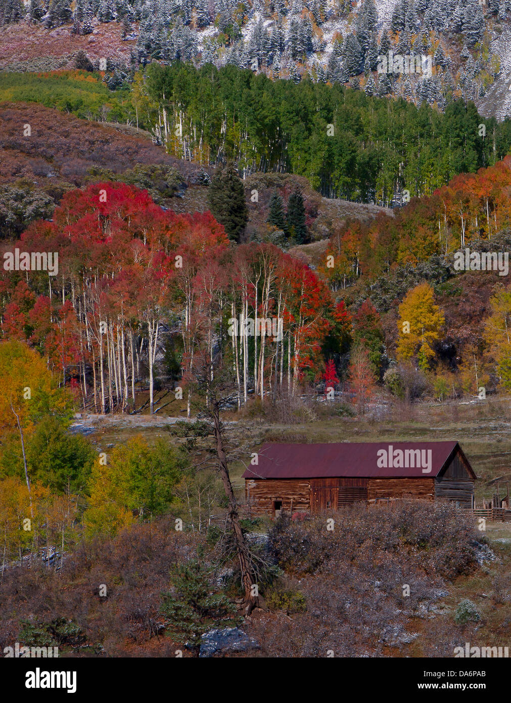 USA, United States, America, Colorado, Fall, Autumn, Trees, Fall Color ...