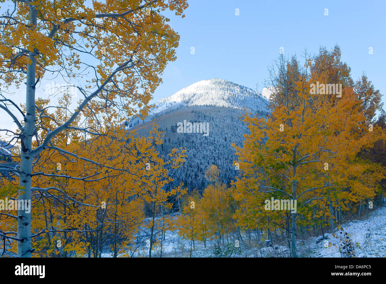 USA, United States, America, Colorado, Fall, Autumn, Trees, Fall Color ...