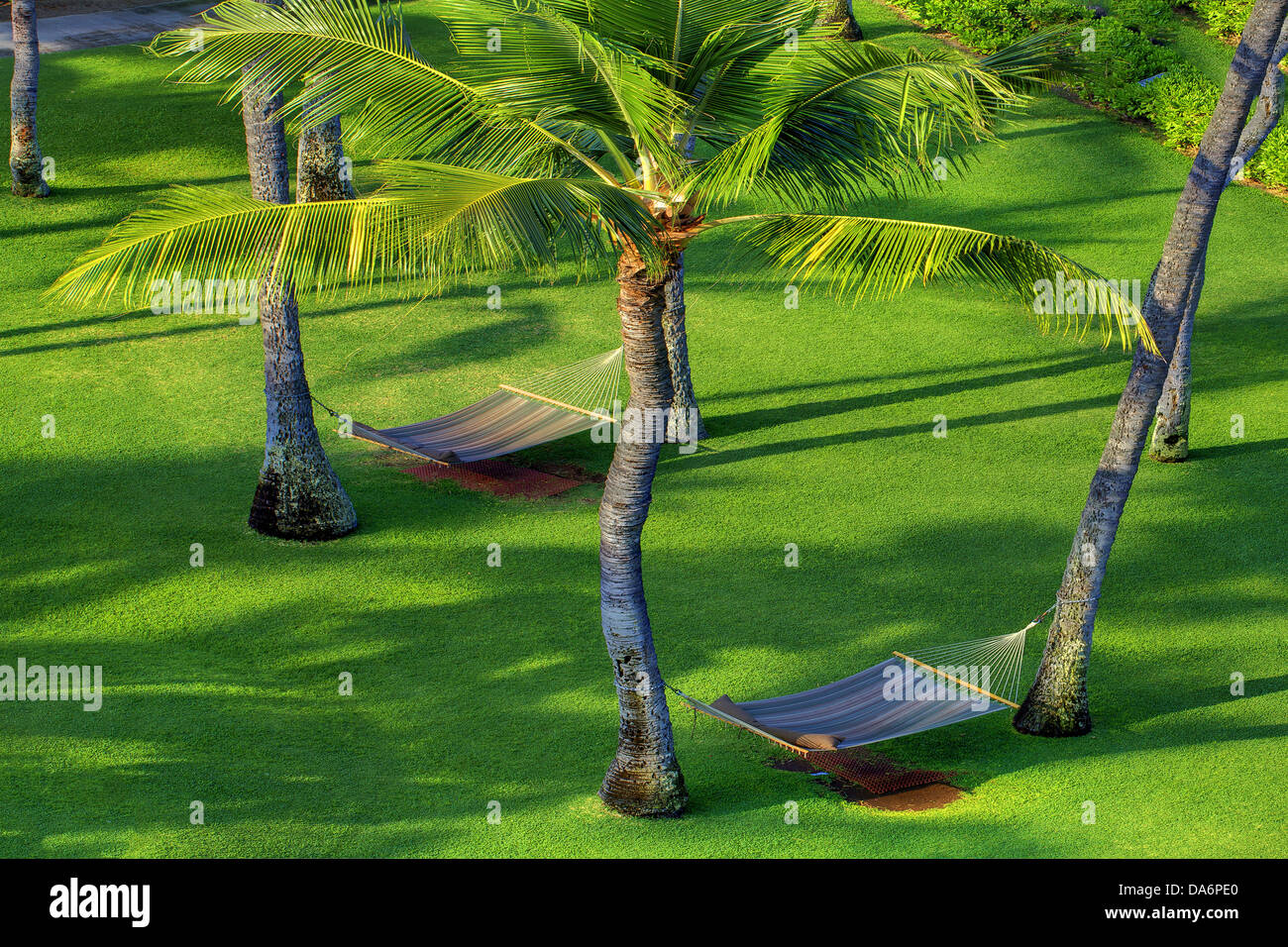 USA, United States, America, Hawaii, Big Island, Palm, Hammock, Grass ...