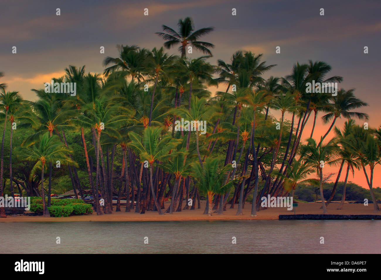 USA, United States, America, Hawaii, Big Island, Palm, Palm Trees ...