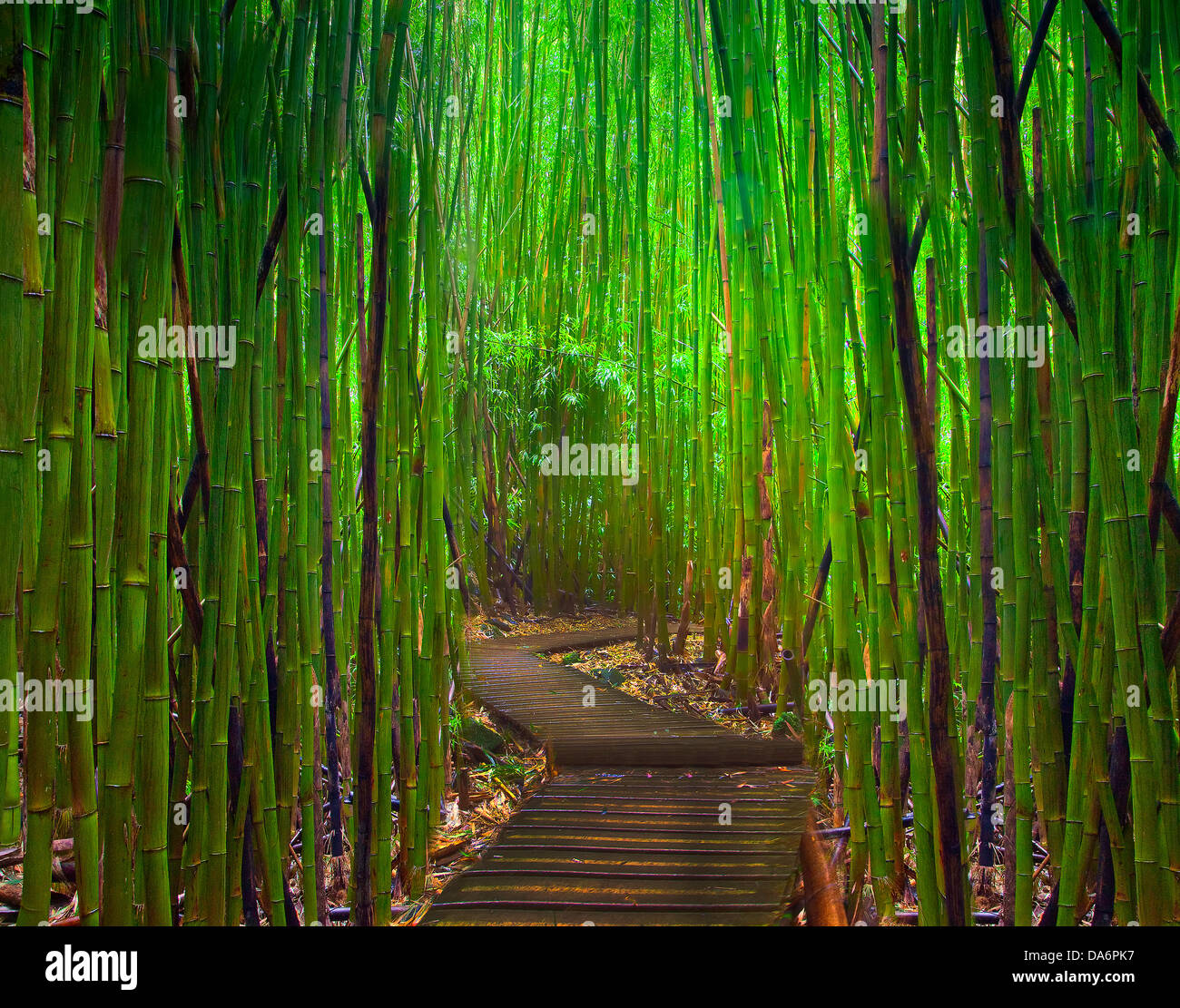 USA, United States, America, Hawaii, Maui, Bamboo, Forest, Walkway ...