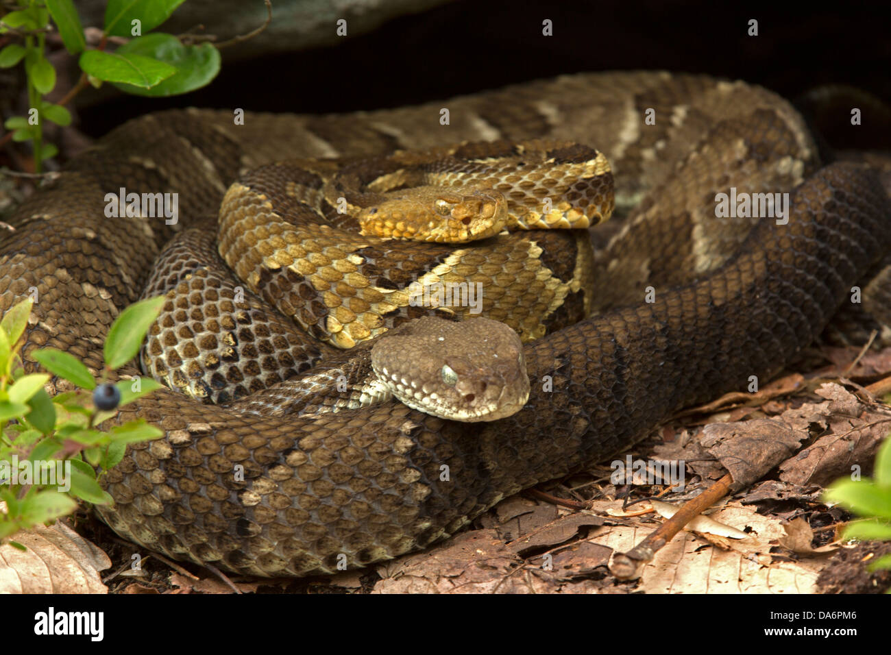 Timber rattlesnakes, Crotalus horridus, Pennsylvania,gravid females basking to allow young to ...
