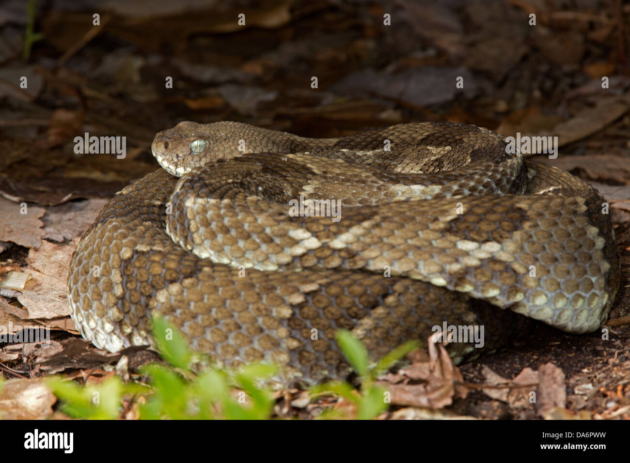 Timber rattlesnakes, Crotalus horridus, Pennsylvania,gravid females basking to allow young to ...