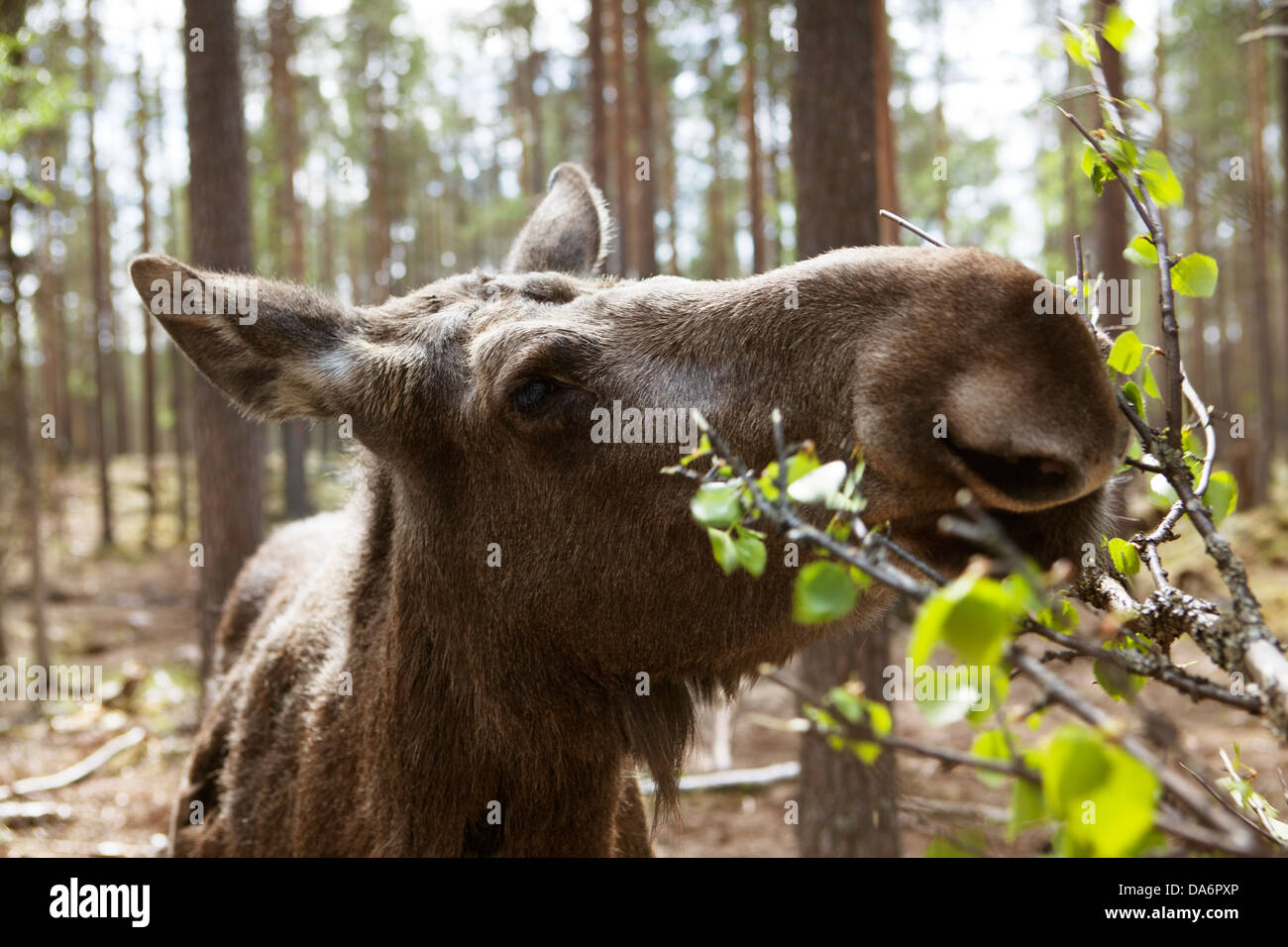 Close up of moose hi-res stock photography and images - Alamy