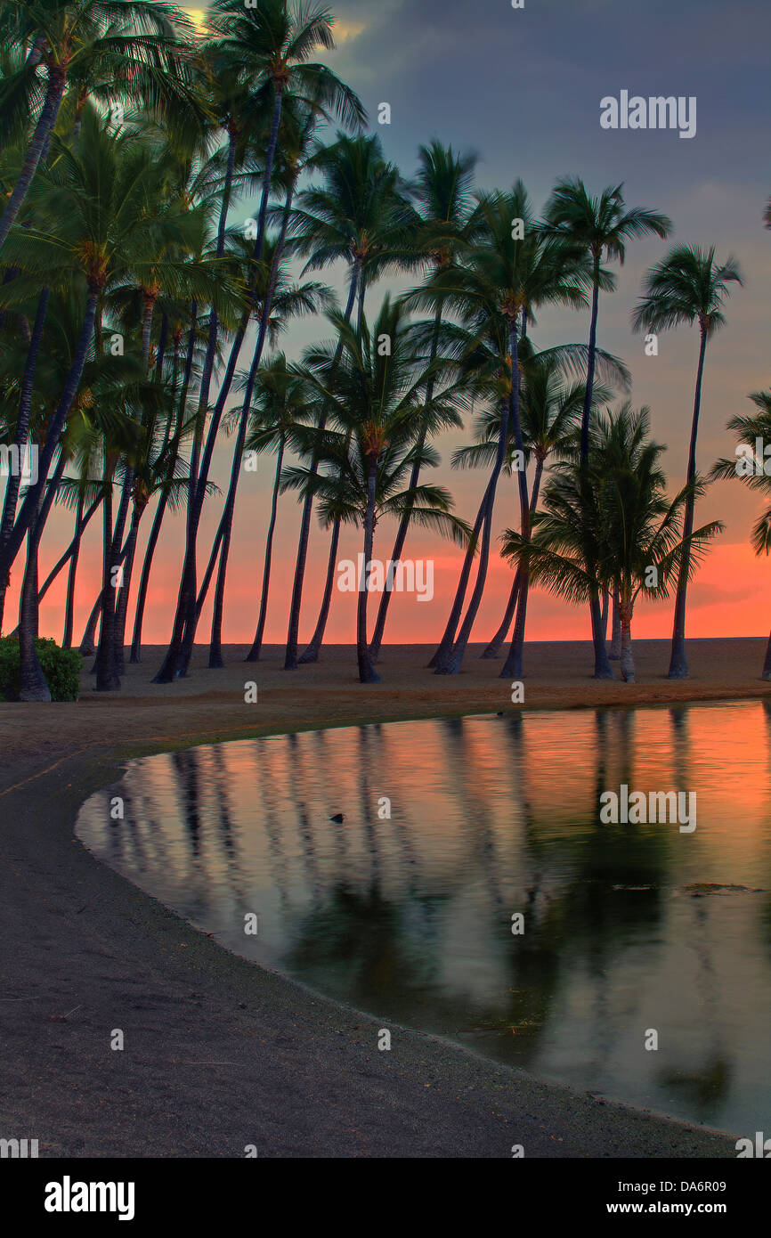 USA, United States, America, Hawaii, Big Island, Pacific, Ocean, Palm ...