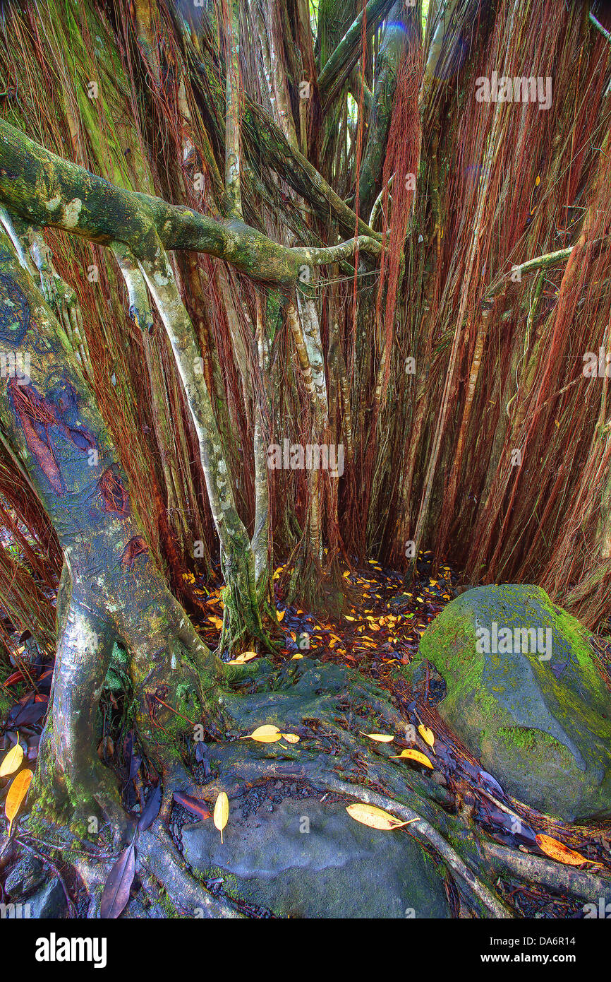Banyon roots hi-res stock photography and images - Alamy