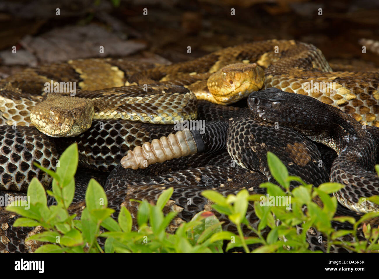 Timber rattlesnakes, Crotalus horridus, Pennsylvania,gravid females basking to allow young to ...