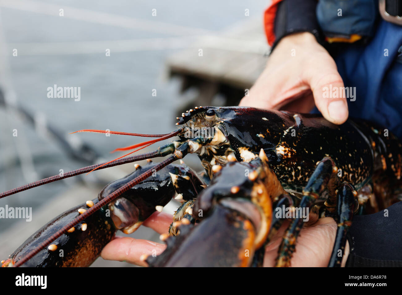 Man eating lobster not woman hi-res stock photography and images - Alamy
