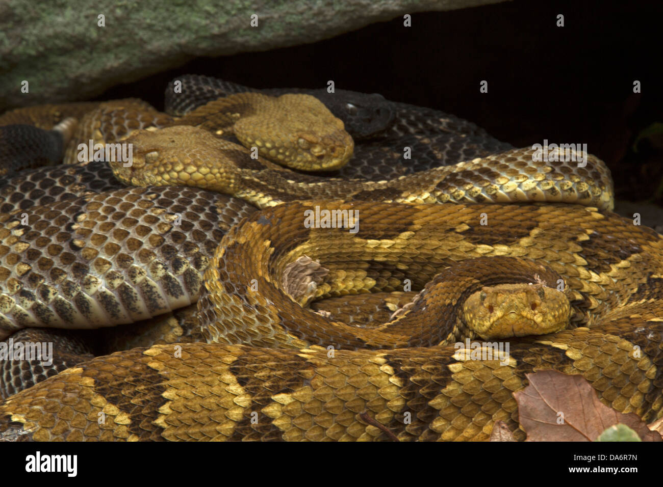 Timber rattlesnakes, Crotalus horridus, Pennsylvania,gravid females basking to allow young to ...