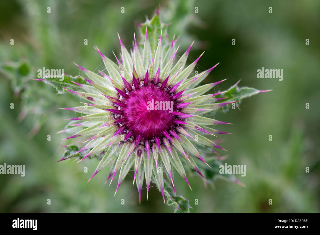 Carduus nutans hi-res stock photography and images - Alamy