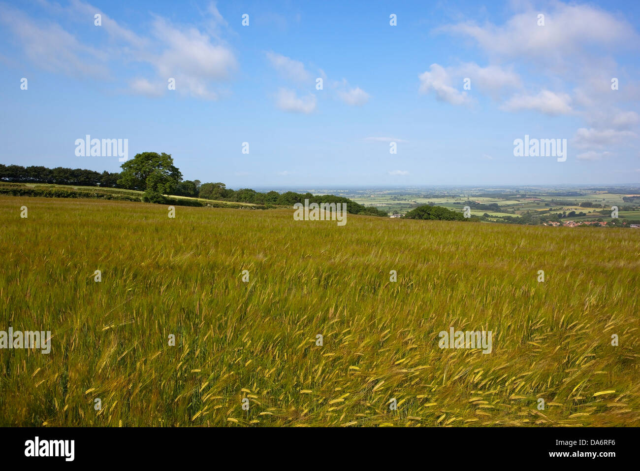Summer barley hi-res stock photography and images - Alamy