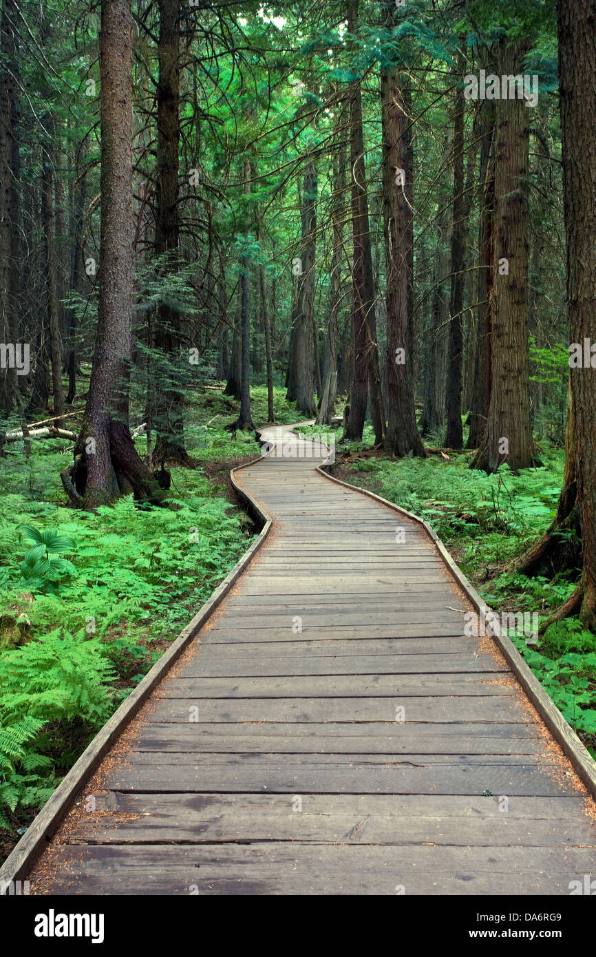 USA, United States, America, Montana, National Park, nature, path ...