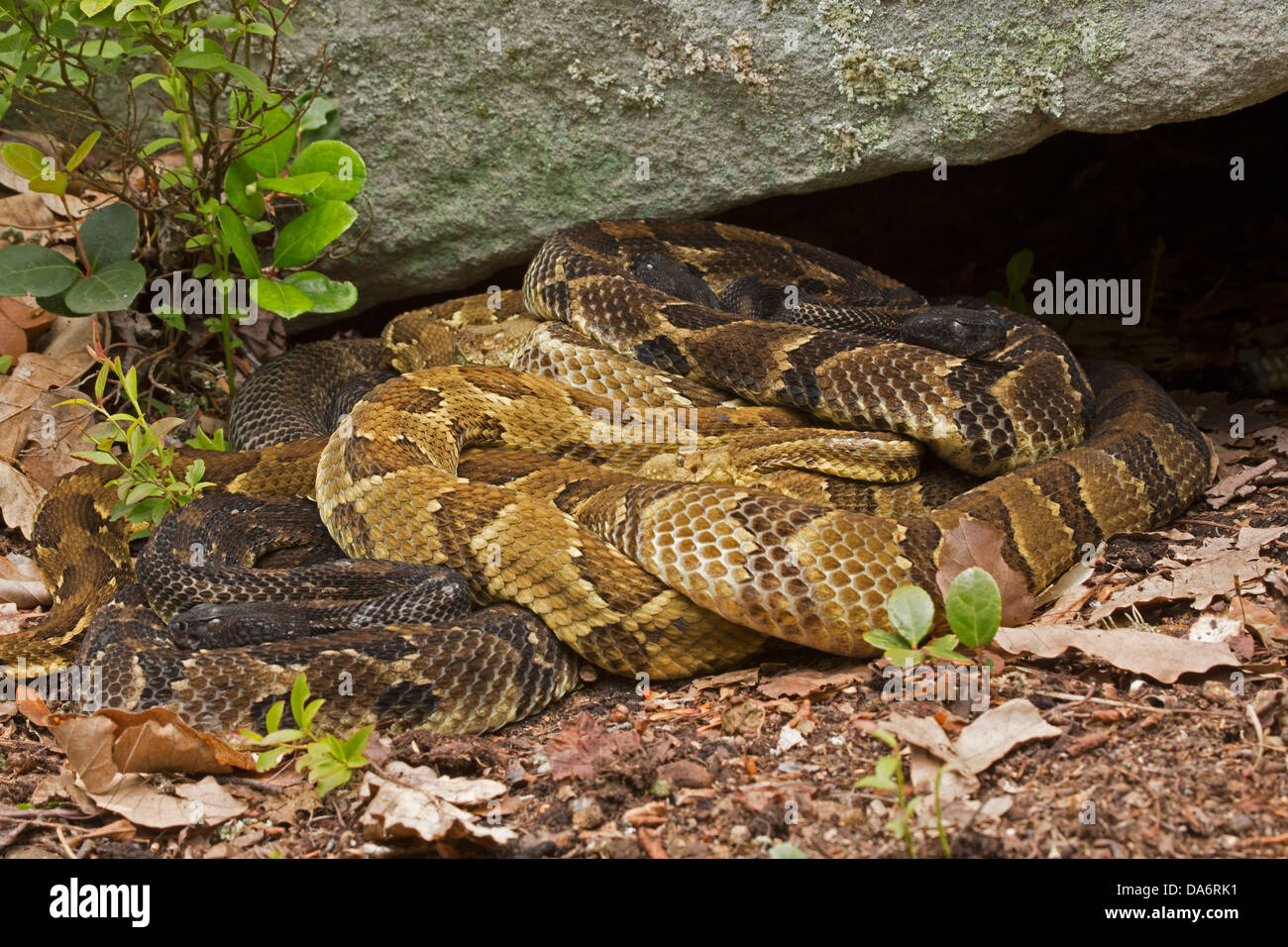 Timber rattlers hi-res stock photography and images - Alamy