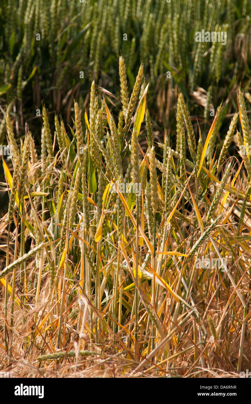 Wheat field crop hi-res stock photography and images - Alamy