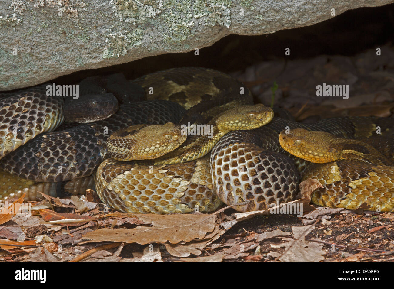 Timber rattlesnakes, Crotalus horridus, Pennsylvania,gravid females basking to allow young to ...