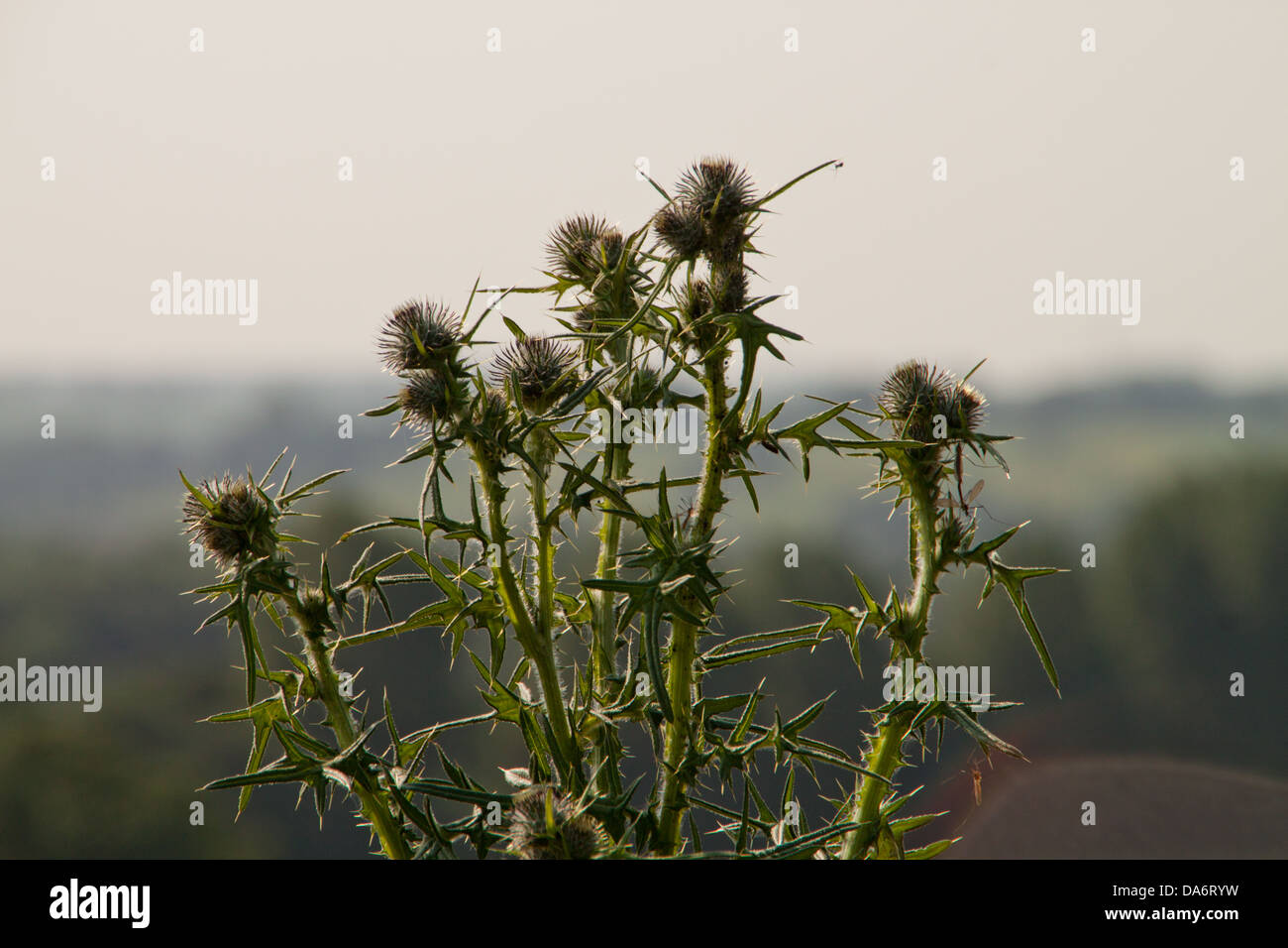 Slender Thistle Carduus tenuiflorus Stock Photo - Alamy