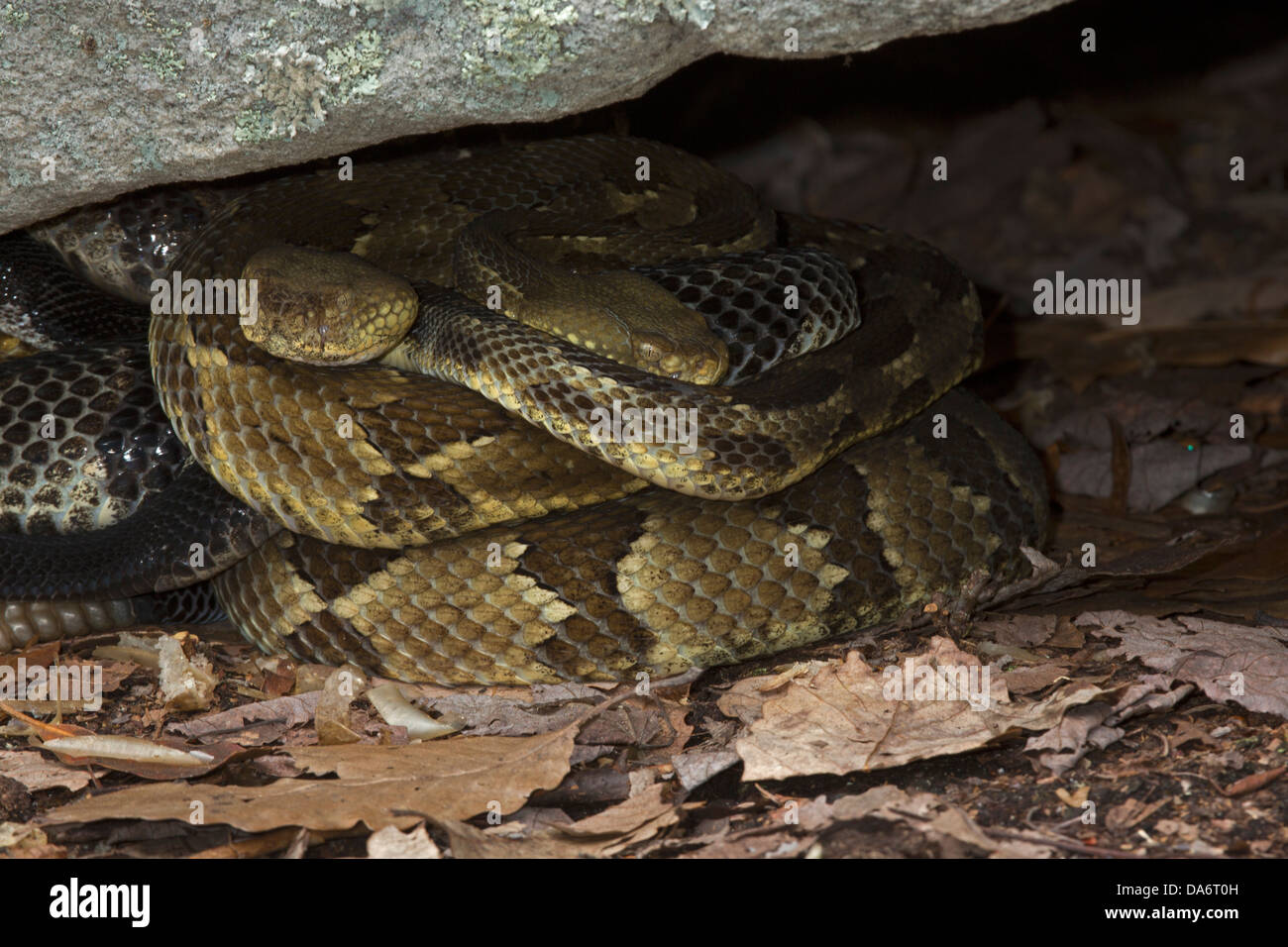 Timber rattlesnakes, Crotalus horridus, Pennsylvania,gravid females basking to allow young to ...