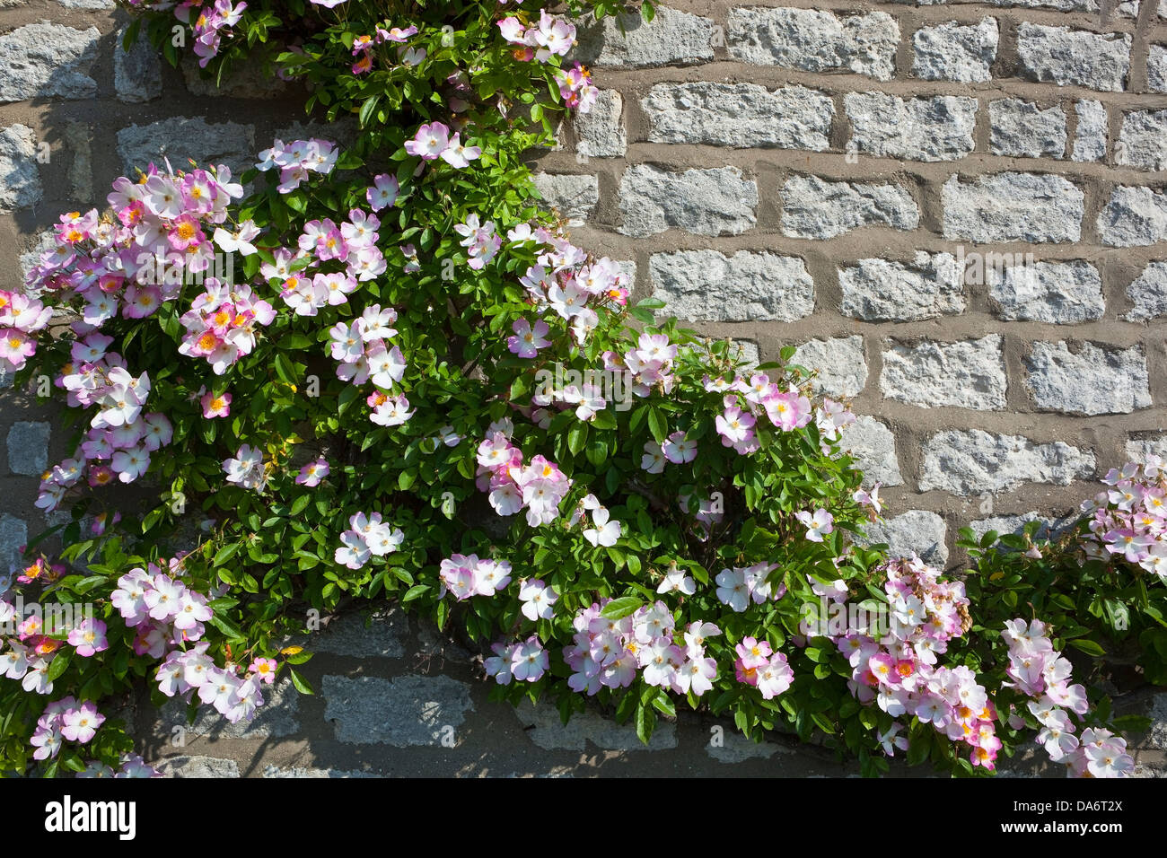 Pink climbing roses on stone hi-res stock photography and images - Alamy