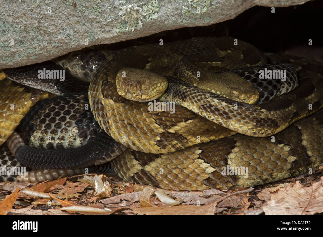 Timber rattlesnakes, Crotalus horridus, Pennsylvania,gravid females basking to allow young to ...