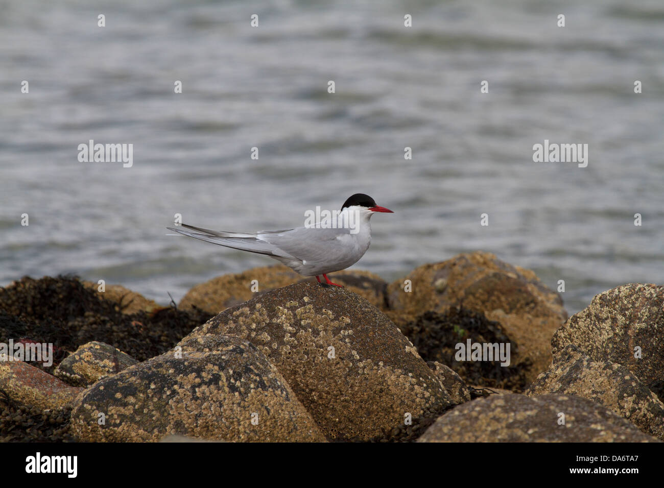 An Arctic Tern (Sterna paradisea) standing on a rock by the sea Stock ...
