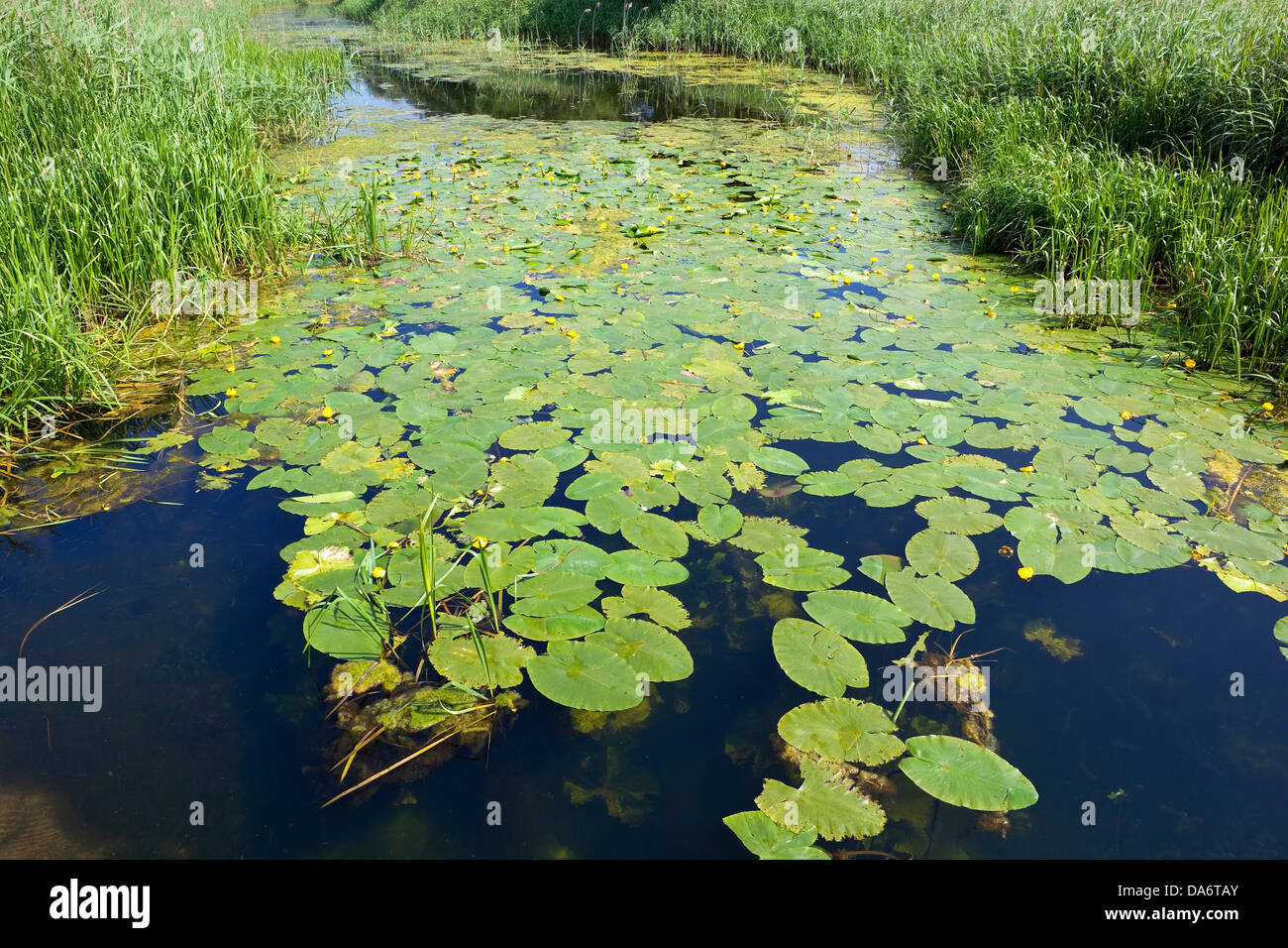 Water reeds growing plants hi-res stock photography and images - Alamy