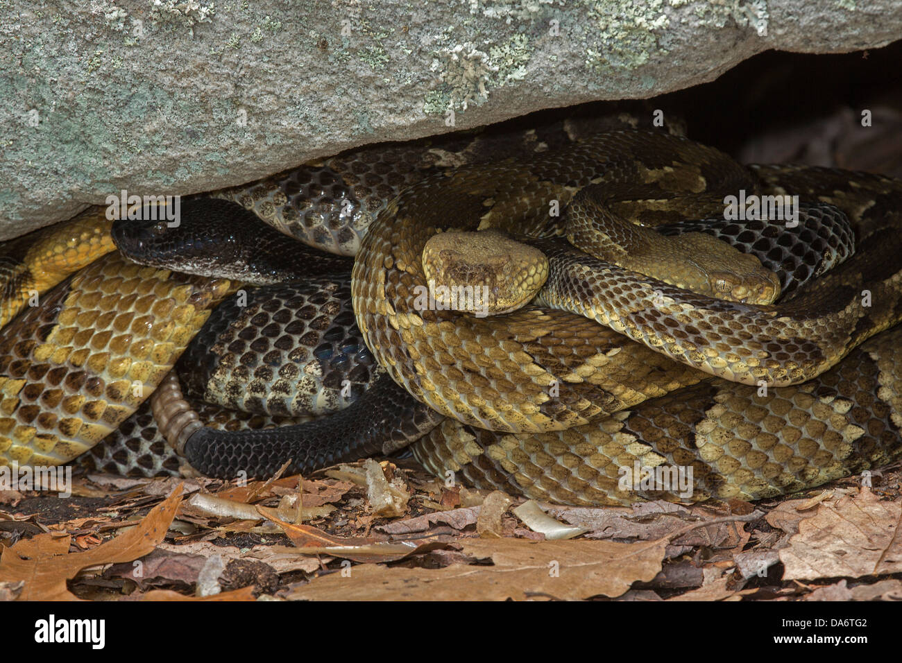 Timber rattlesnakes, Crotalus horridus, Pennsylvania,gravid females basking to allow young to ...