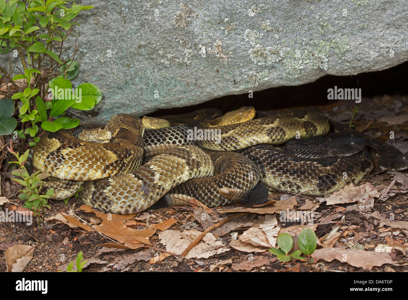 Timber rattlesnakes, Crotalus horridus, Pennsylvania,gravid females basking to allow young to ...