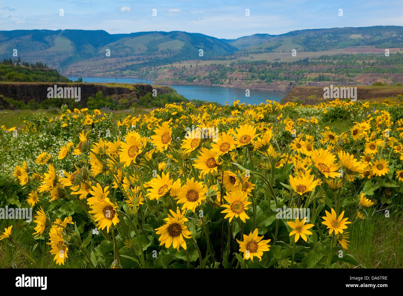 USA, United States, America, Oregon, Mosier, Rowena, Plateau, McCall ...