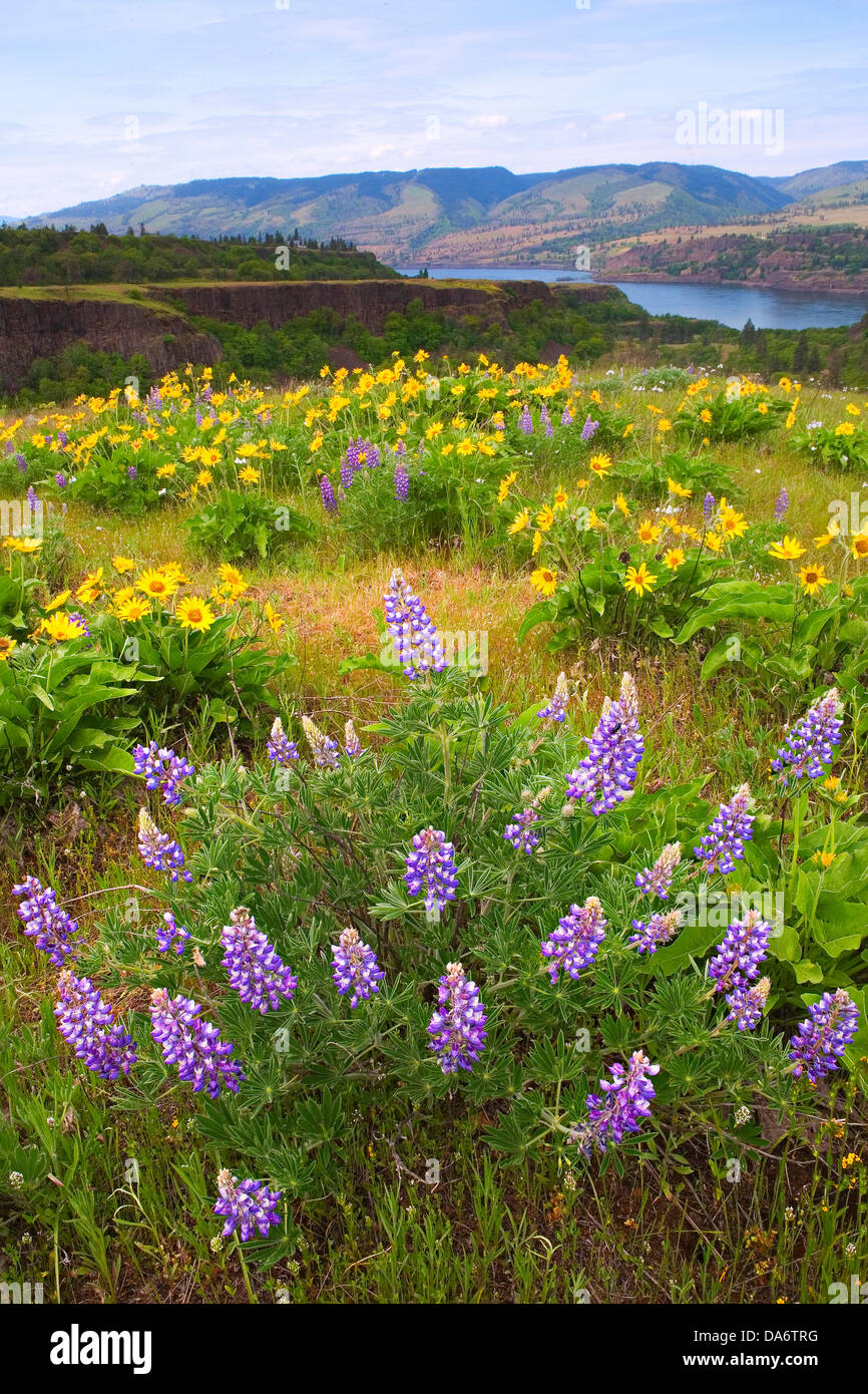 USA, United States, America, Oregon, Mosier, Rowena, Plateau, McCall ...