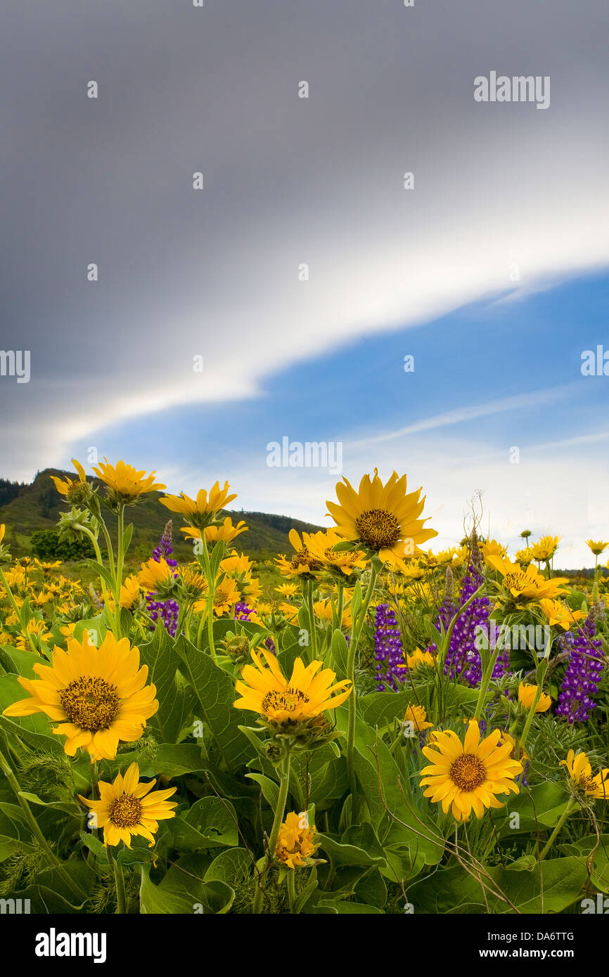 Mosier plateau hi-res stock photography and images - Alamy