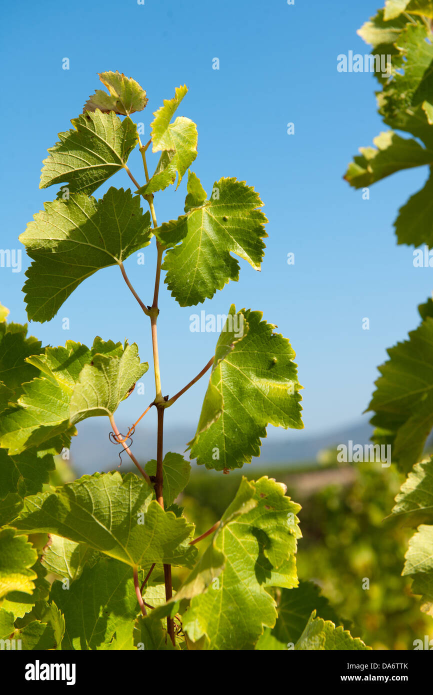 South african vines hi-res stock photography and images - Alamy